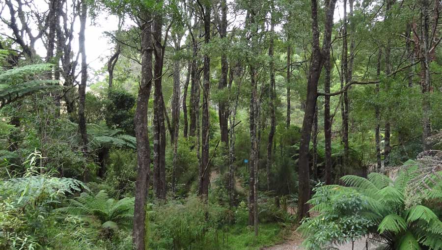 PGL Camp Rumbug, South Gippsland, Victoria